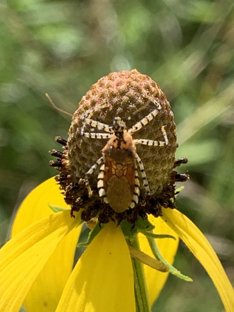 Ringed Assassin Bug from Strouds Run State Park, Athens, OH, US on July ...