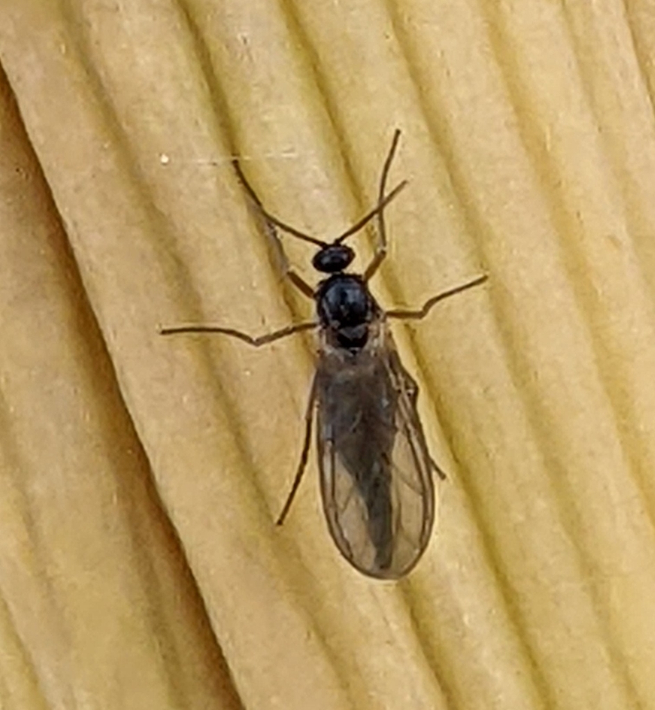 Dark-winged Fungus Gnats from Lents, Portland, OR, USA on July 15, 2022 ...