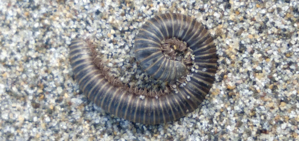 Parajulid millipedes from Ocean Park, WA 98640, USA on July 15, 2022 at ...