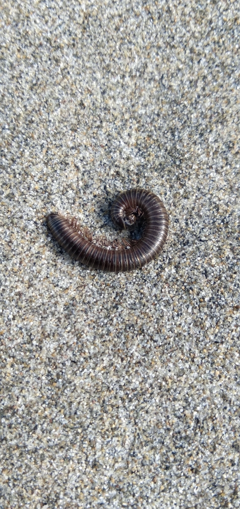 Parajulid millipedes from Ocean Park, WA 98640, USA on July 15, 2022 at ...