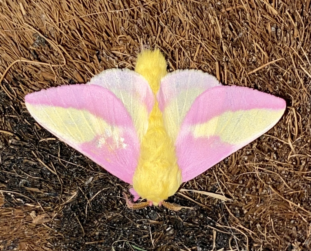 Rosy Maple Moth from Monongahela National Forest, Marlinton, WV, US on ...