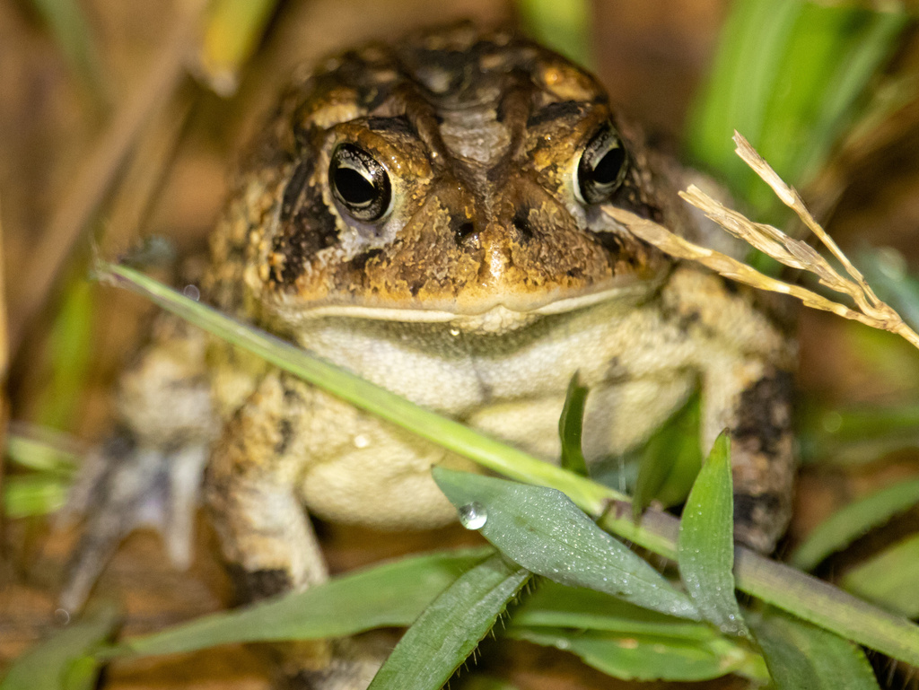 Southern Toad from Knoll Creek Dr, Carriere, MS, US on July 15, 2022 at ...