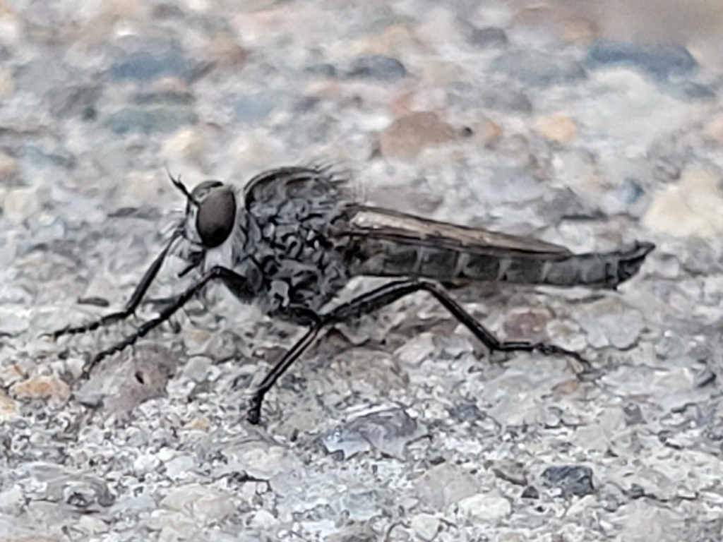 Asilinae from Medford, OR, USA on July 15, 2022 at 08:15 PM by sarah ...