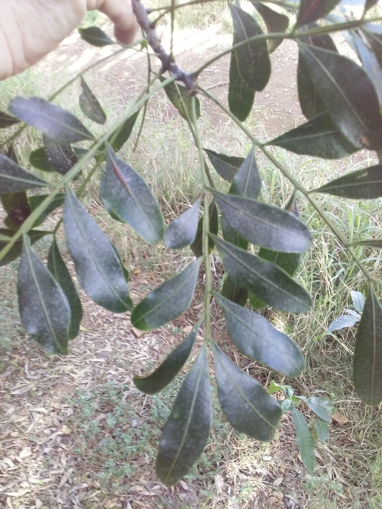 crow's apple from 54R9+6C Sacred Waka Waka Country, Taromeo QLD 4314 ...