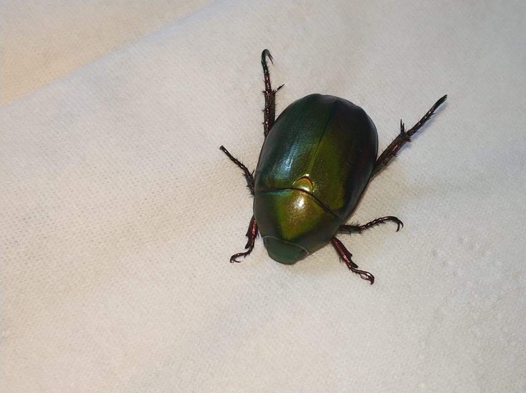 Anomala rubripes rubripes in July 2022 by zrzs-07 · iNaturalist