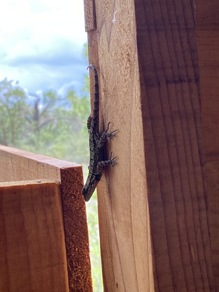 Graphic Spiny Lizard from Acuitzio, Michoacán, MX on July 15, 2022 at ...
