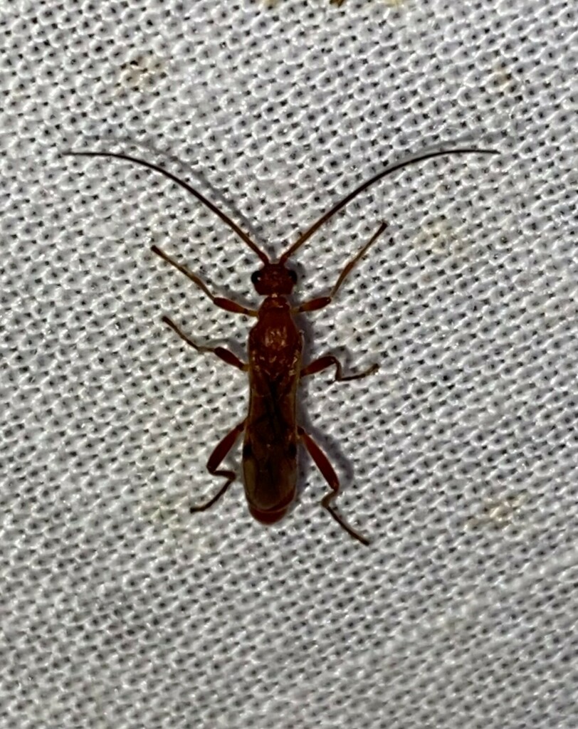 Common Mummy Wasps from Along Ijams Branch, off of Co. Rd. 275 ...