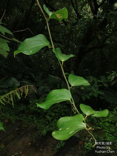 Subspecies Smilax bracteata bracteata · iNaturalist