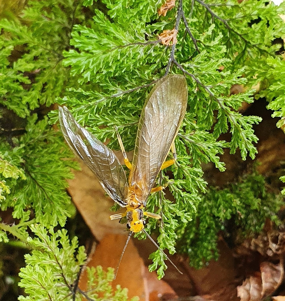 Perloidea from Puerto Montt, Los Lagos, Chile on February 20, 2022 at ...