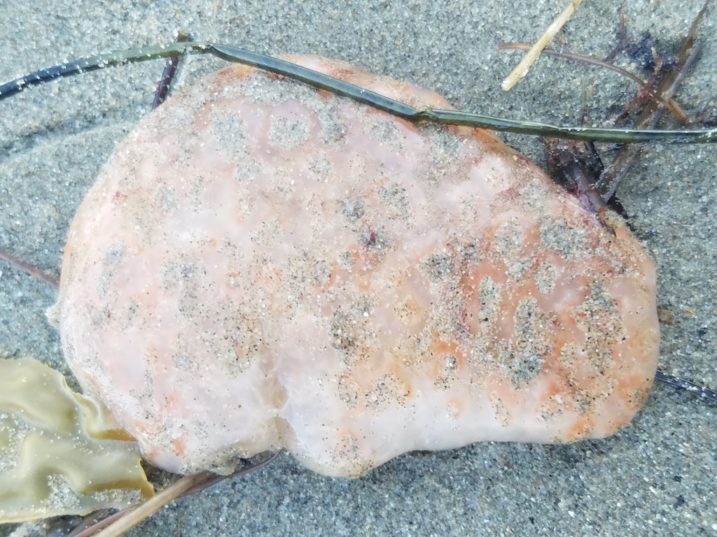 Sea Pork from Bren Hall, Isla Vista, CA 93117, USA on July 15, 2022 at ...