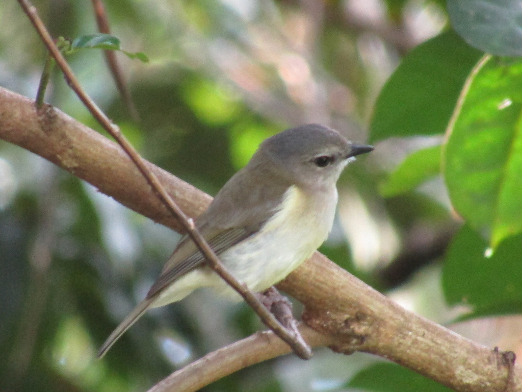 Grey Whistler from Kuranda, QLD, AU on July 16, 2022 at 12:43 PM by ...