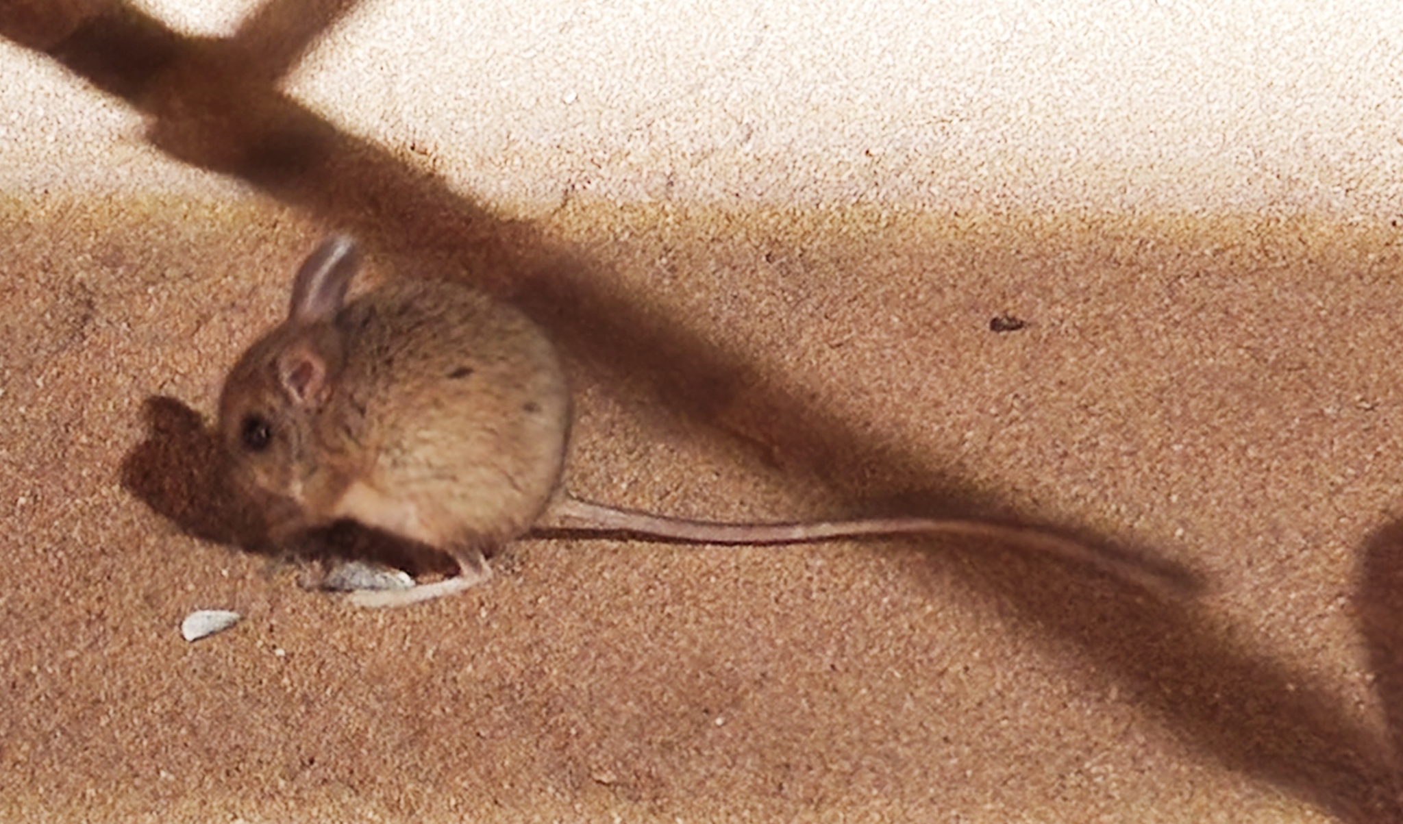 Notomys Lesson, 1842