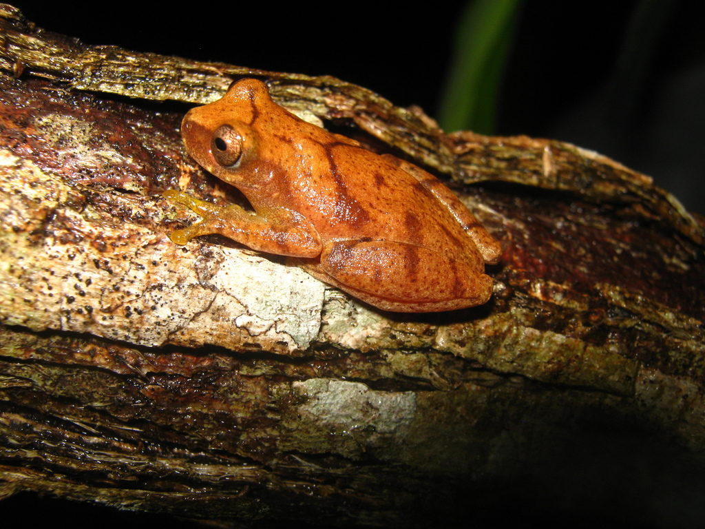 Taylor's Yellow Tree Frog (Amphibians of Southern Mexico ) · iNaturalist