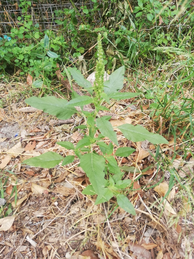 Goosefoots from Rione Alto, Napoli NA, Italia on July 16, 2022 at 07:26 ...