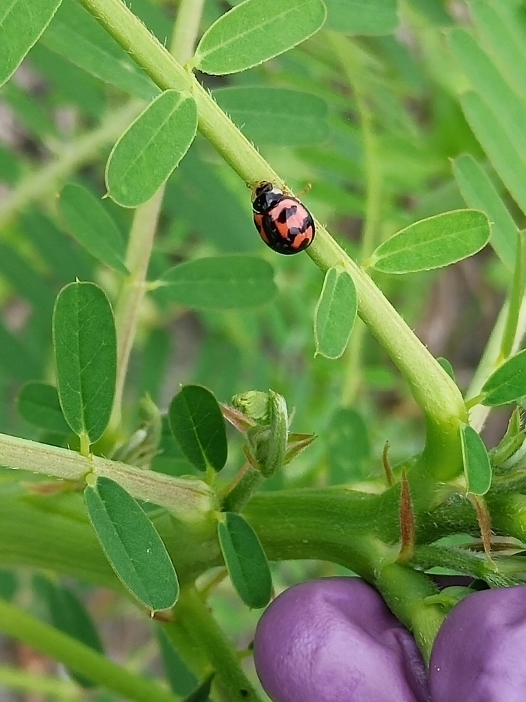 Six-spotted Zigzag Ladybird from Yulin, TW-TA, TW on July 15, 2022 at ...