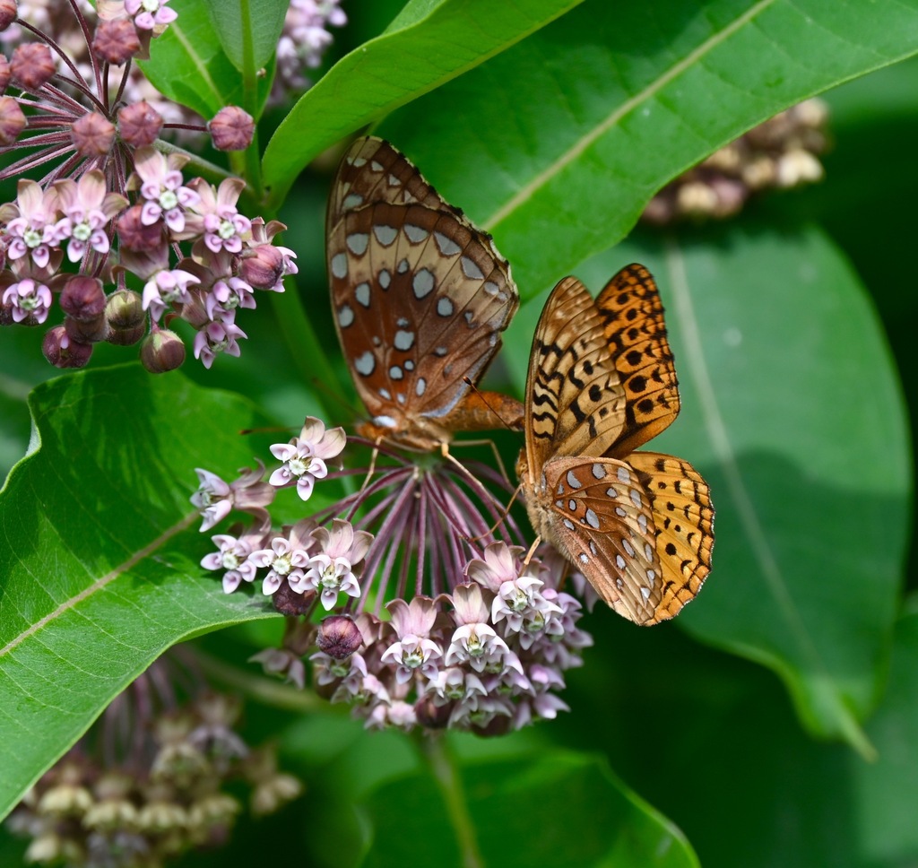 Great Spangled Fritillary from Monroe County, PA, USA on July 15, 2022 ...