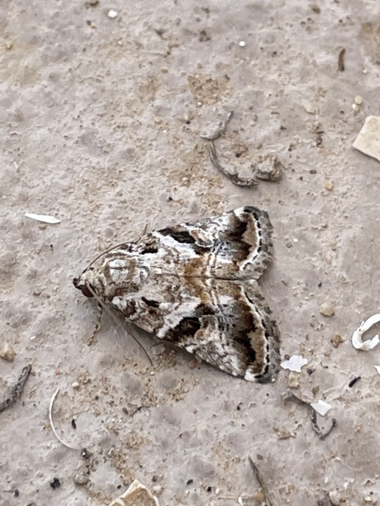 Bulia from Arizona-Sonora Desert Museum, Tucson, AZ, US on July 15 ...