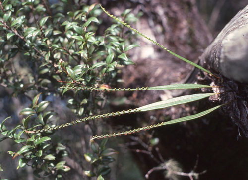 Selliguea soridens · iNaturalist