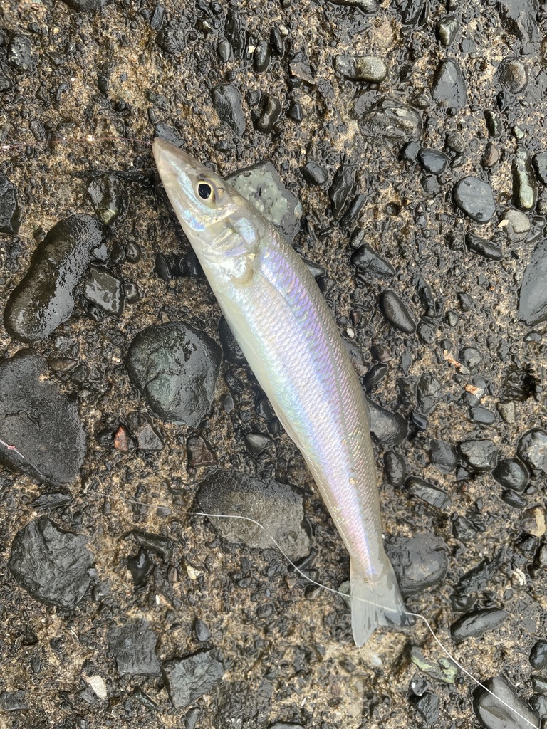 Japanese whiting from 桜山9丁目, 逗子市, 神奈川県, JP on July 16, 2022 at 12:58 PM ...