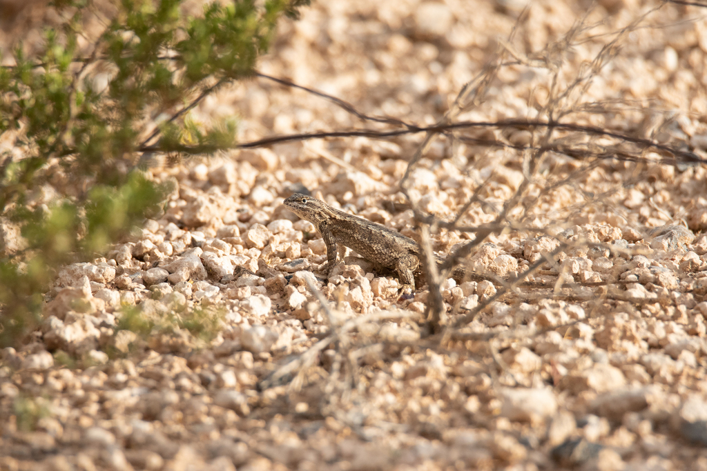 Southwestern Fence Lizard from Hudspeth County, TX, USA on 10 July ...