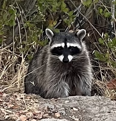 Common Raccoon from Los Gatos Creek Trail, Campbell, CA, US on July 15 ...