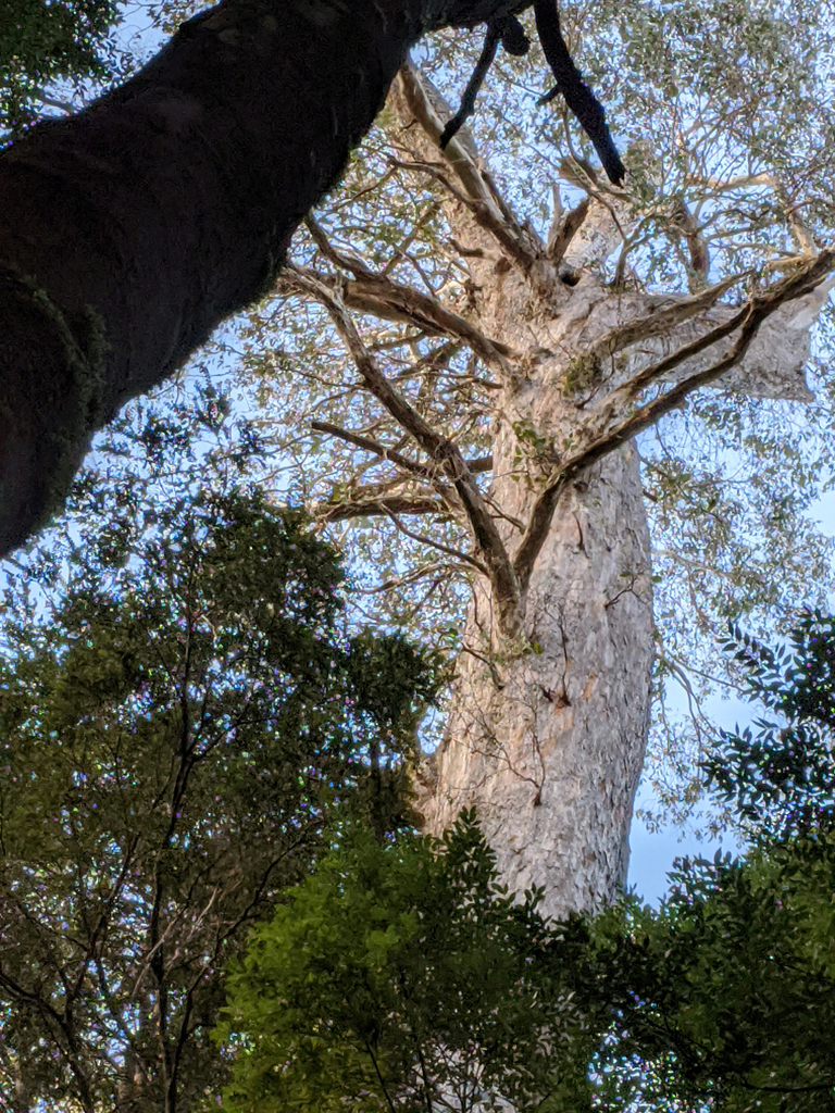 Alpine Ash from Loongana TAS 7315, Australia on July 14, 2022 at 02:23 ...