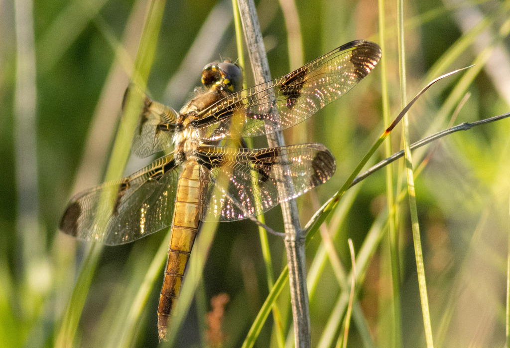 Painted Skimmer from Wabasha County, MN, USA on June 26, 2022 at 07:11 ...