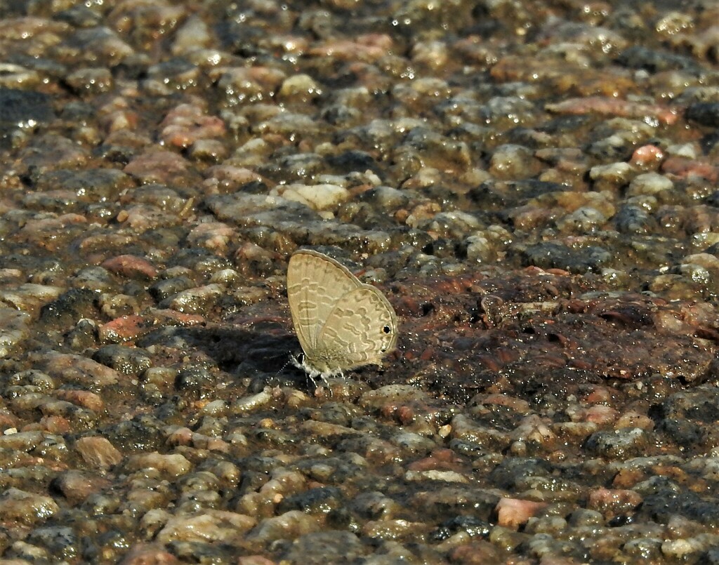 Common Line Blue from Arasinakere, Karnataka 570008, India on July 16 ...