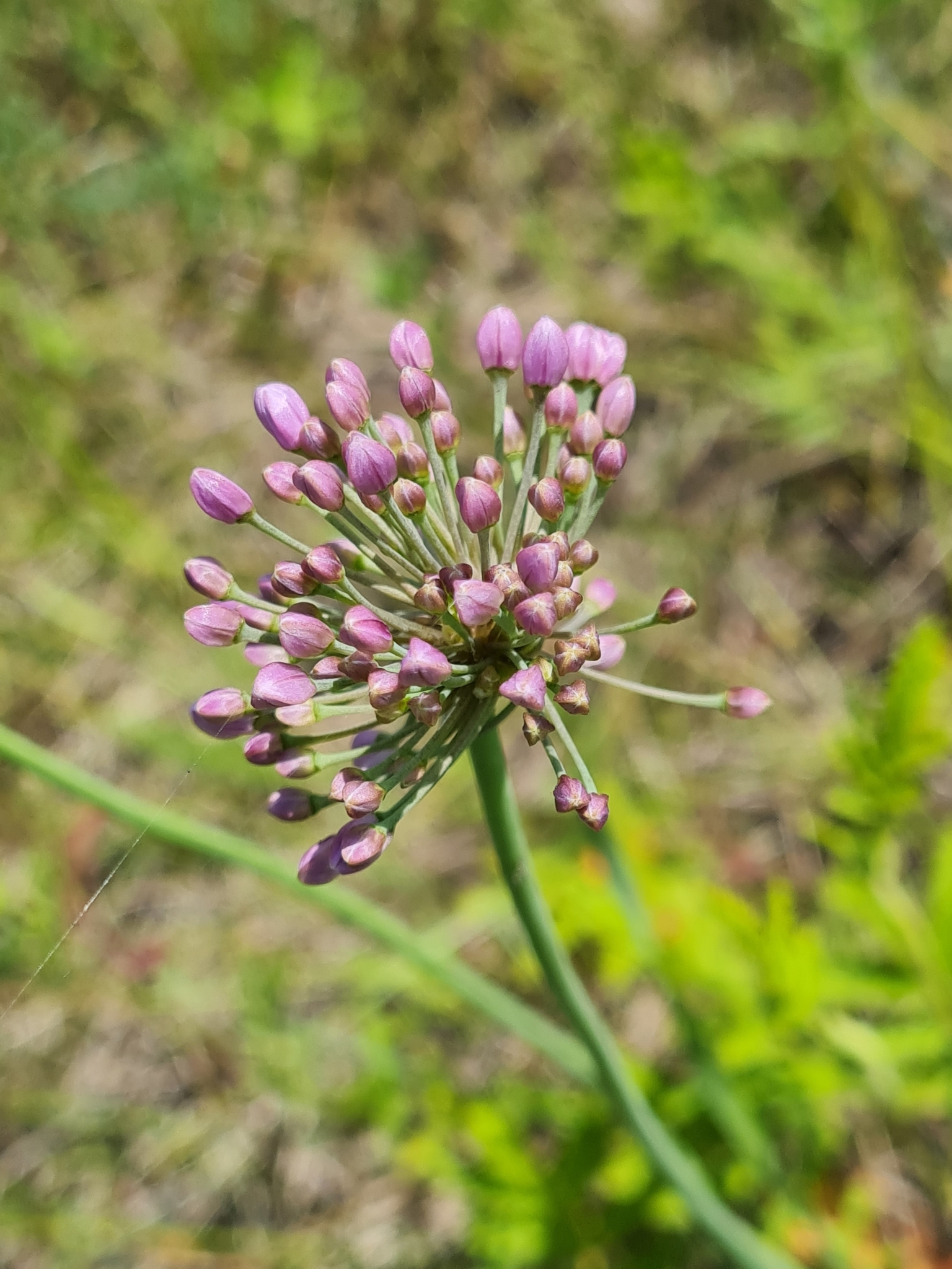 Allium senescens L.