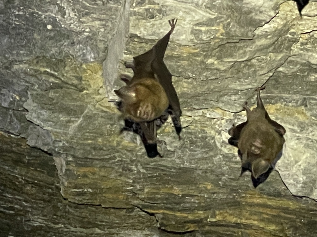 Old World Roundleaf Bats from 太魯閣國家公園, 秀林鄉, TW on April 29, 2022 at 06: ...