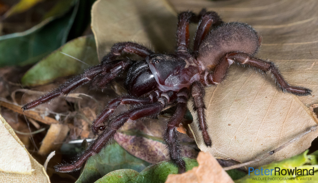 Kiama lachrymoides from Wollongong Bal, New South Wales, Australia on ...
