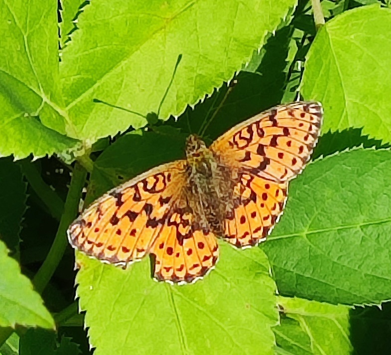 Lesser Marbled Fritillary from Гатчинский р-н, Ленинградская обл ...
