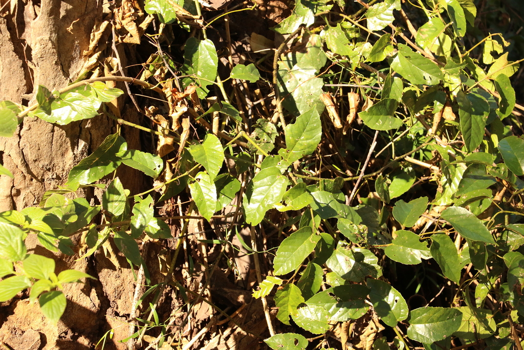 Kangaroo Vine from Karana Downs-Lake Manchester, Queensland, Australia ...
