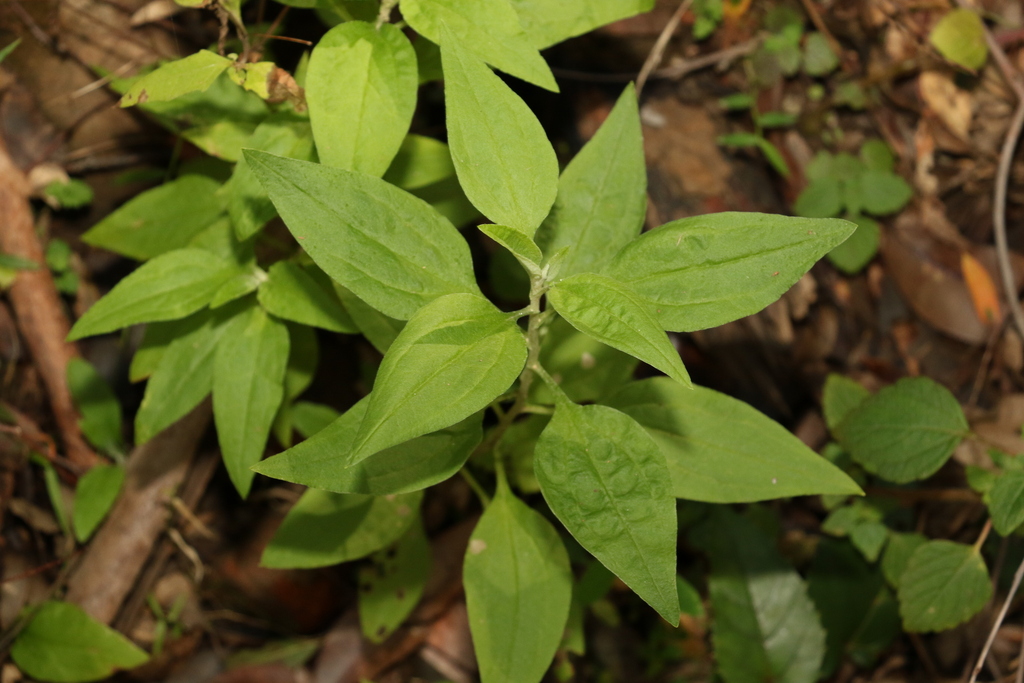Acomis acoma from Karana Downs-Lake Manchester, D'Aguilar, Queensland ...