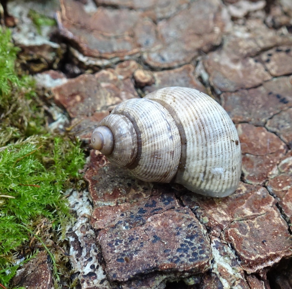 Round-mouthed Snail from Bathford, UK on June 30, 2022 at 02:32 PM by ...