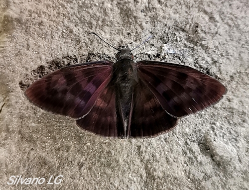 Genus Tolius · iNaturalist