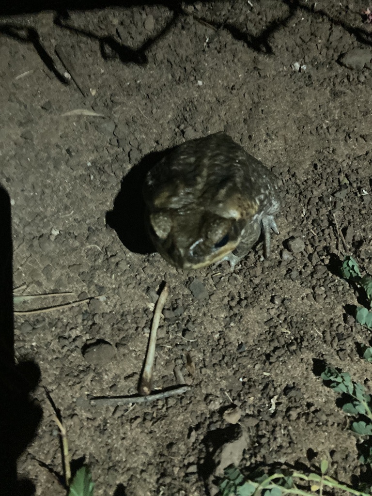 Cane Toad from Maui, Kihei, HI, US on July 15, 2022 at 10:32 PM by ...