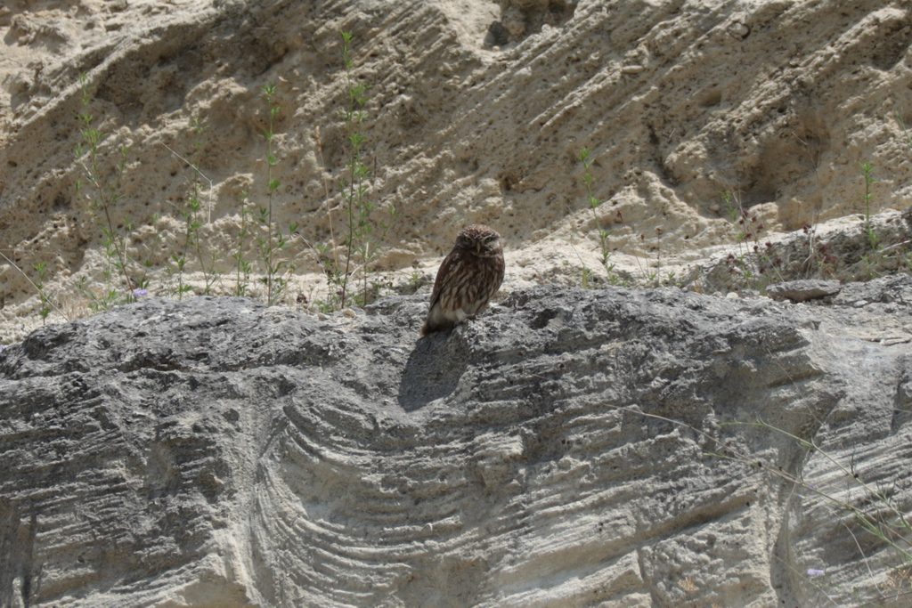 Little Owl from Балаклавский район, Севастополь on July 02, 2022 at 12: ...