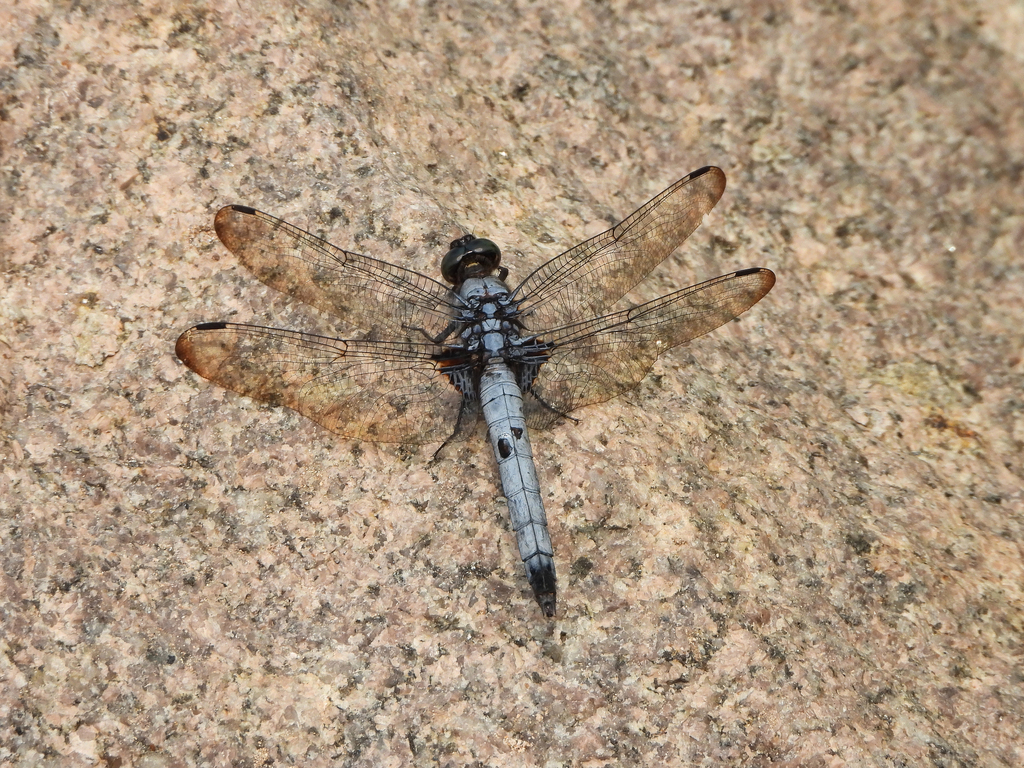 Greater Blue Skimmer from Shibei District, Qingdao, Shandong, China on ...