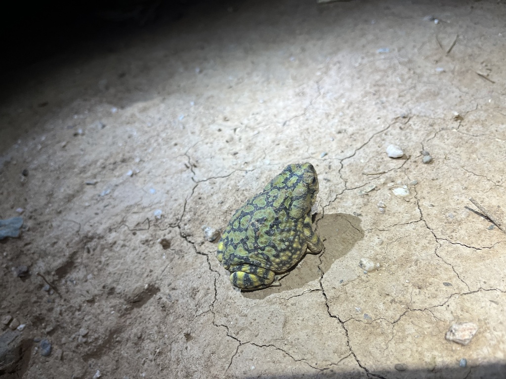 Sonoran Green Toad in July 2022 by Ethan Wright · iNaturalist