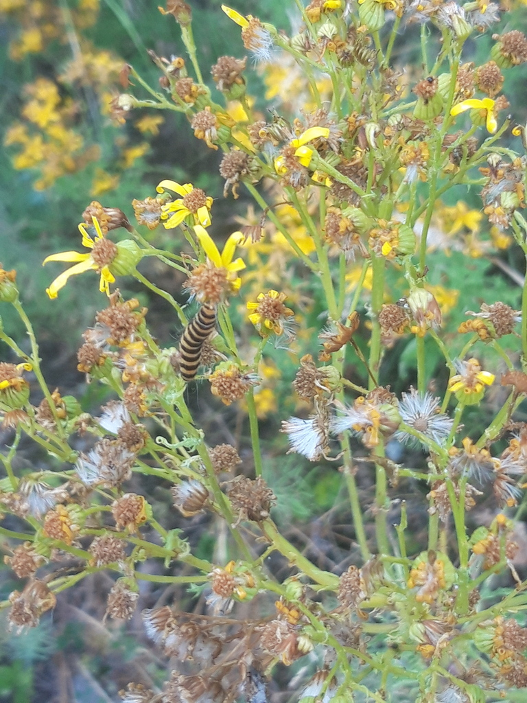 ragwort from Goesdorf, Luxemburg on July 16, 2022 at 08:26 AM by Coby ...