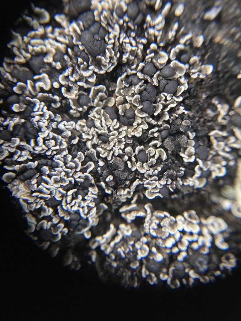 Pea-green Scale Lichen (Lichens of the U.S.A pt. 2) · iNaturalist