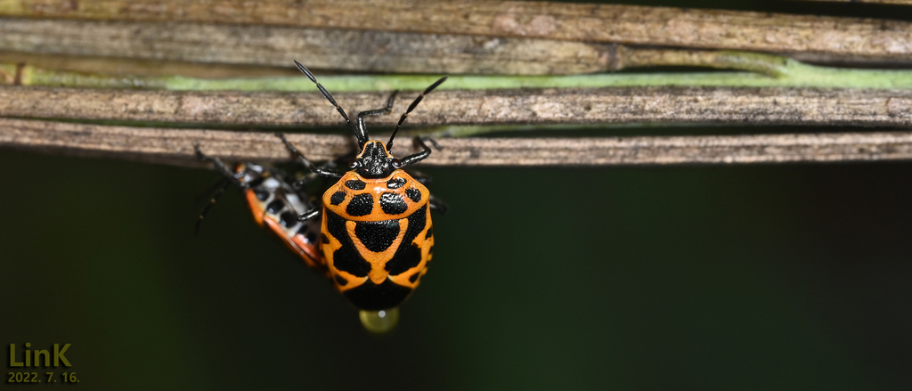 Painted bug from Seosan, Chungcheongnam-do, South Korea on July 16 ...