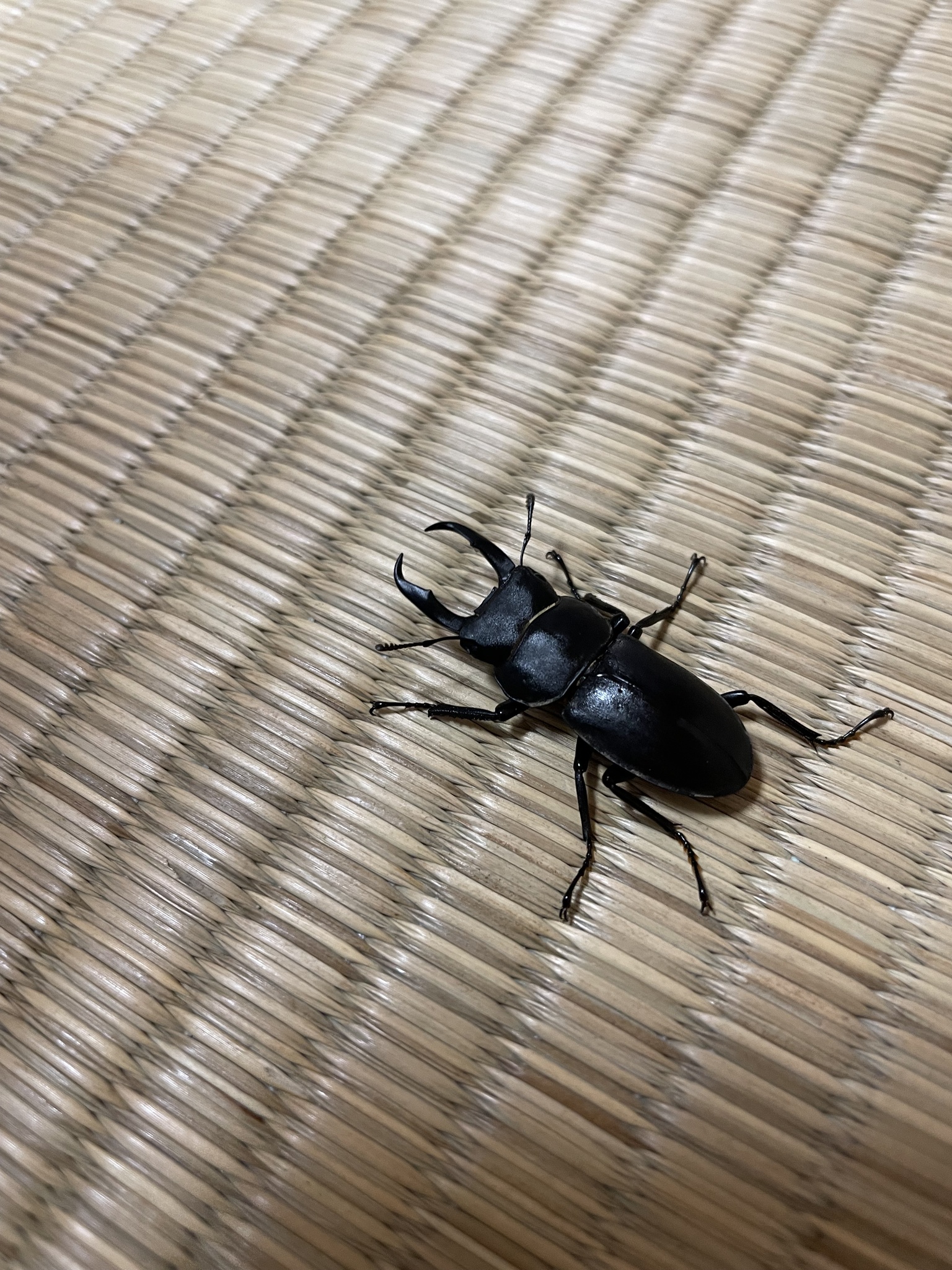 Dorcus rectus rectus