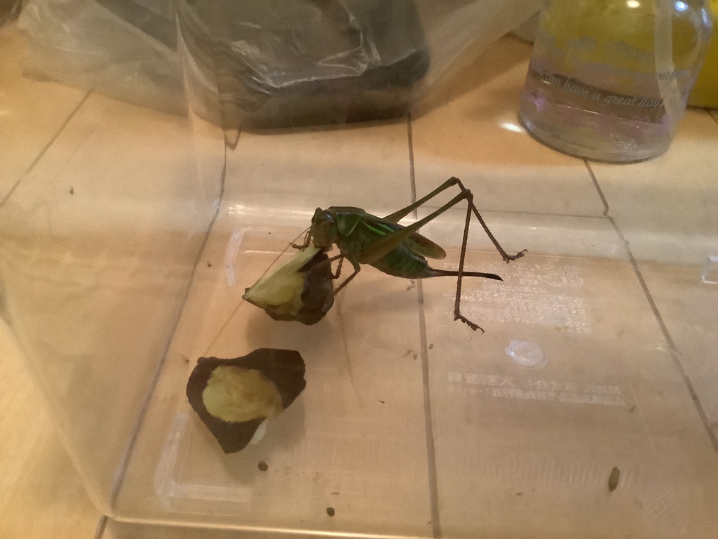 Gampsocleis buergeri from 福島, 倉敷市, 岡山県, JP on July 16, 2022 at 07:53 PM ...