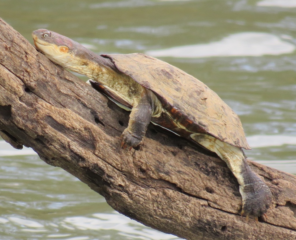 Cape Terrapin (Fishes, Frogs and Reptiles of the Mfolozi River ...
