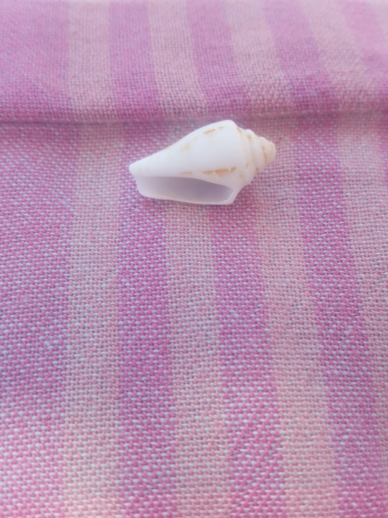 Persian Conch from Στεγνά on July 16, 2022 at 02:04 PM by dimtr ...