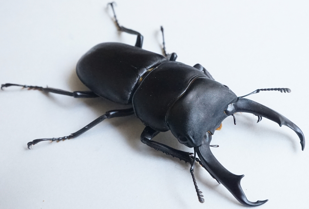 Dorcus rectus rectus from Fumiiri, Ueda, Nagano 386-0017, Japan on June ...