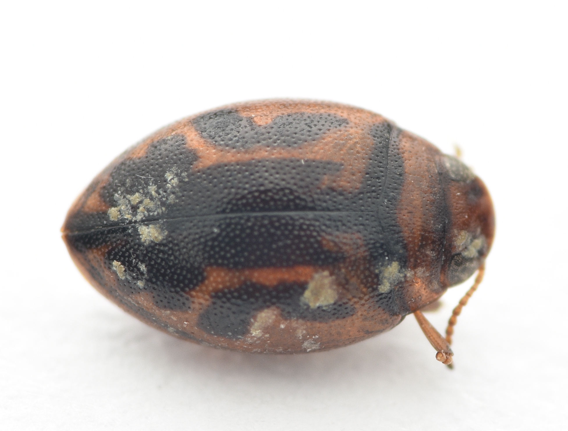 Hygrotus inaequalis (Fabricius, 1777)