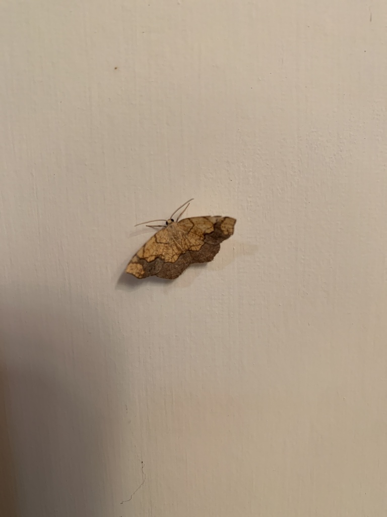 Horned Spanworm Moth from Martha's Vineyard, Chilmark, MA, US on July ...